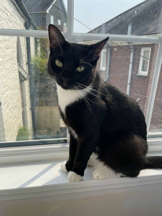40 Wholesome Photos Of Adopted Pets Thriving In Their New Homes | DeMilked
