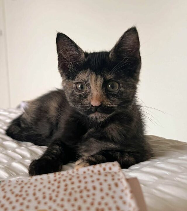 40 Wholesome Photos Of Adopted Pets Thriving In Their New Homes | DeMilked