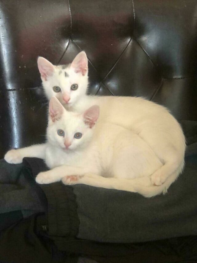 40 Wholesome Photos Of Adopted Pets Thriving In Their New Homes | DeMilked