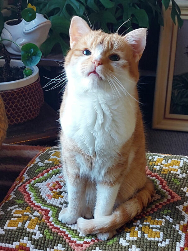 40 Wholesome Photos Of Adopted Pets Thriving In Their New Homes | DeMilked