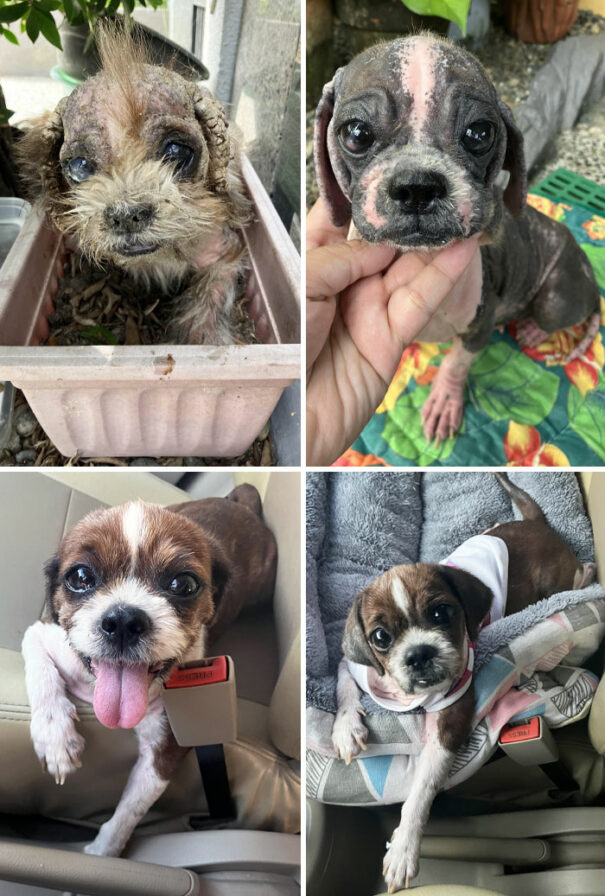 40 Rescue Dogs That Underwent An Amazing Transformation | DeMilked