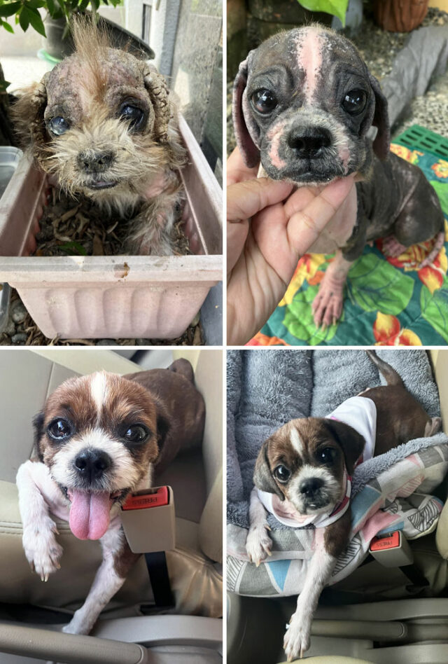 40 Rescue Dogs That Underwent An Amazing Transformation | DeMilked