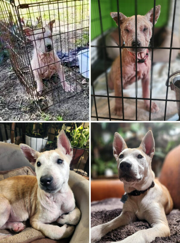 40 Rescue Dogs That Underwent An Amazing Transformation | DeMilked