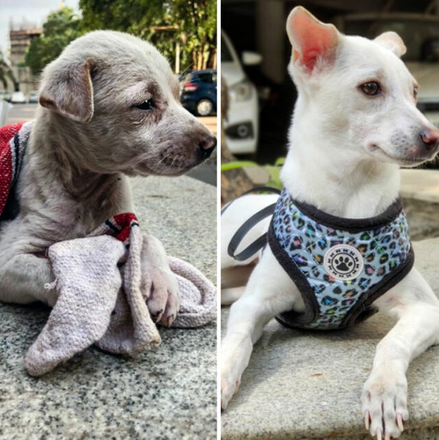 40 Rescue Dogs That Underwent An Amazing Transformation | DeMilked