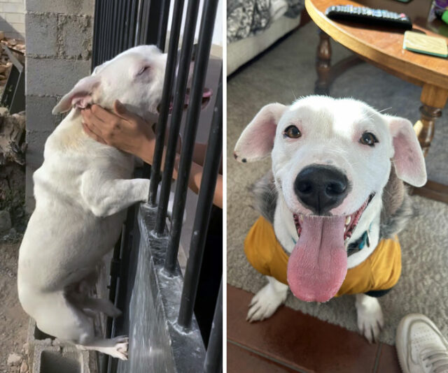 40 Rescue Dogs That Underwent An Amazing Transformation | DeMilked