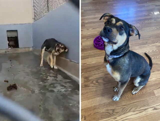 40 Rescue Dogs That Underwent An Amazing Transformation | DeMilked