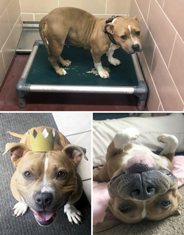 40 Rescue Dogs That Underwent An Amazing Transformation | DeMilked