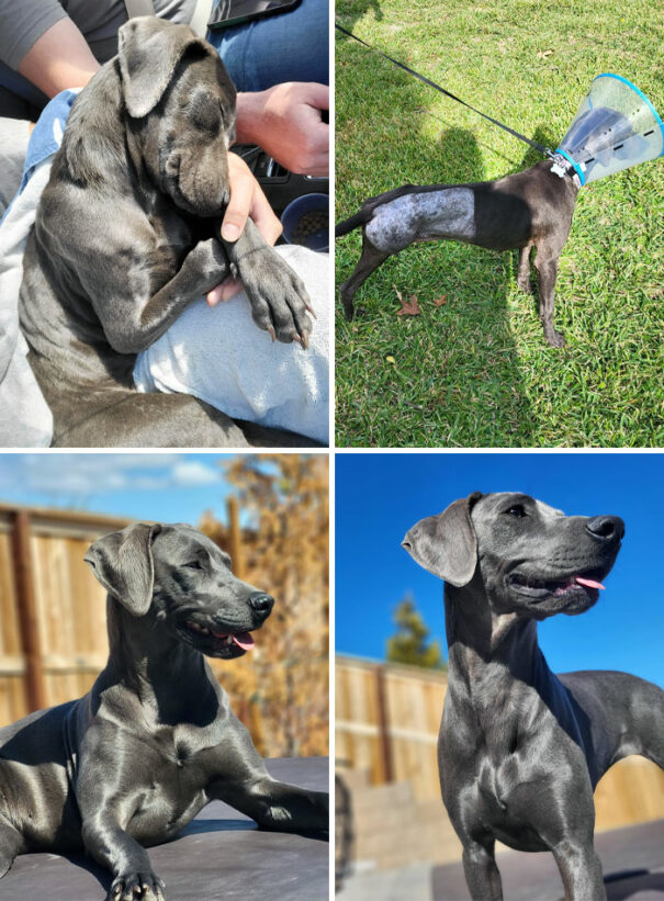 40 Rescue Dogs That Underwent An Amazing Transformation | DeMilked