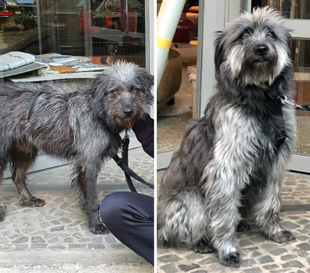 40 Rescue Dogs That Underwent An Amazing Transformation | DeMilked