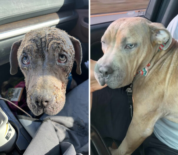 40 Rescue Dogs That Underwent An Amazing Transformation | DeMilked