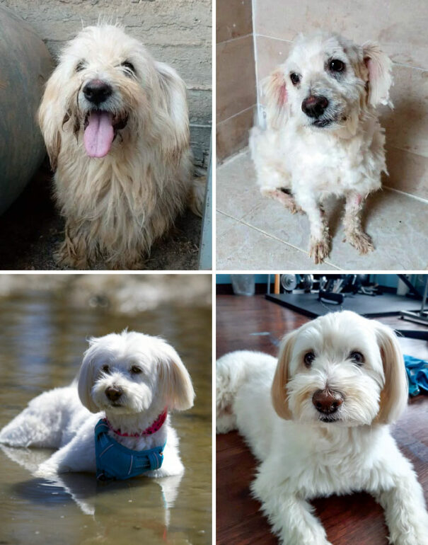 40 Rescue Dogs That Underwent An Amazing Transformation | DeMilked