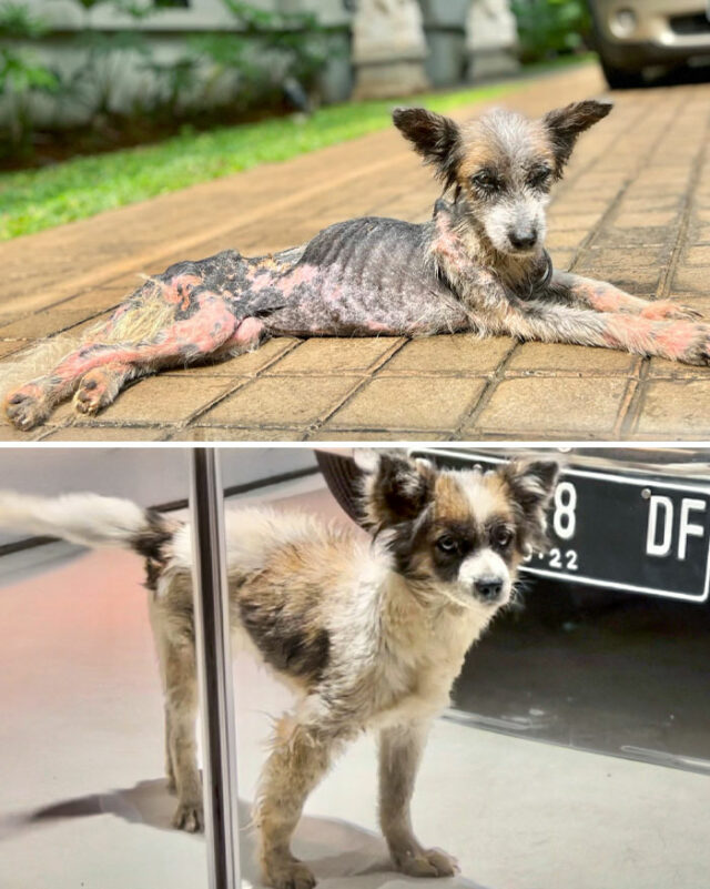 40 Rescue Dogs That Underwent An Amazing Transformation | DeMilked