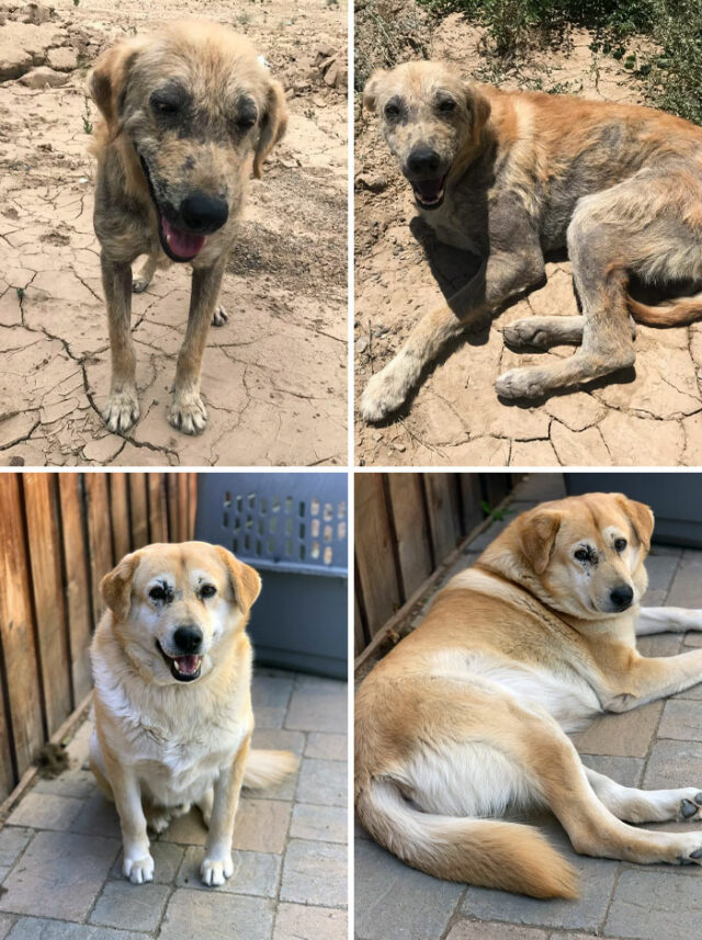 40 Rescue Dogs That Underwent An Amazing Transformation | DeMilked