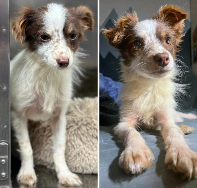 40 Rescue Dogs That Underwent An Amazing Transformation | DeMilked