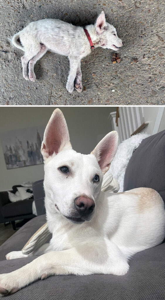 40 Rescue Dogs That Underwent An Amazing Transformation | DeMilked