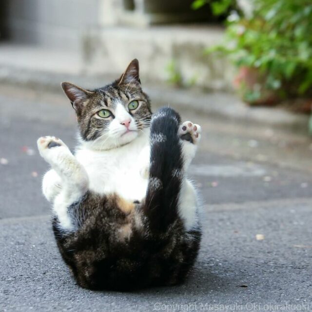 25 Hilarious Cat Moments Photographed By Masayuki Oki | DeMilked