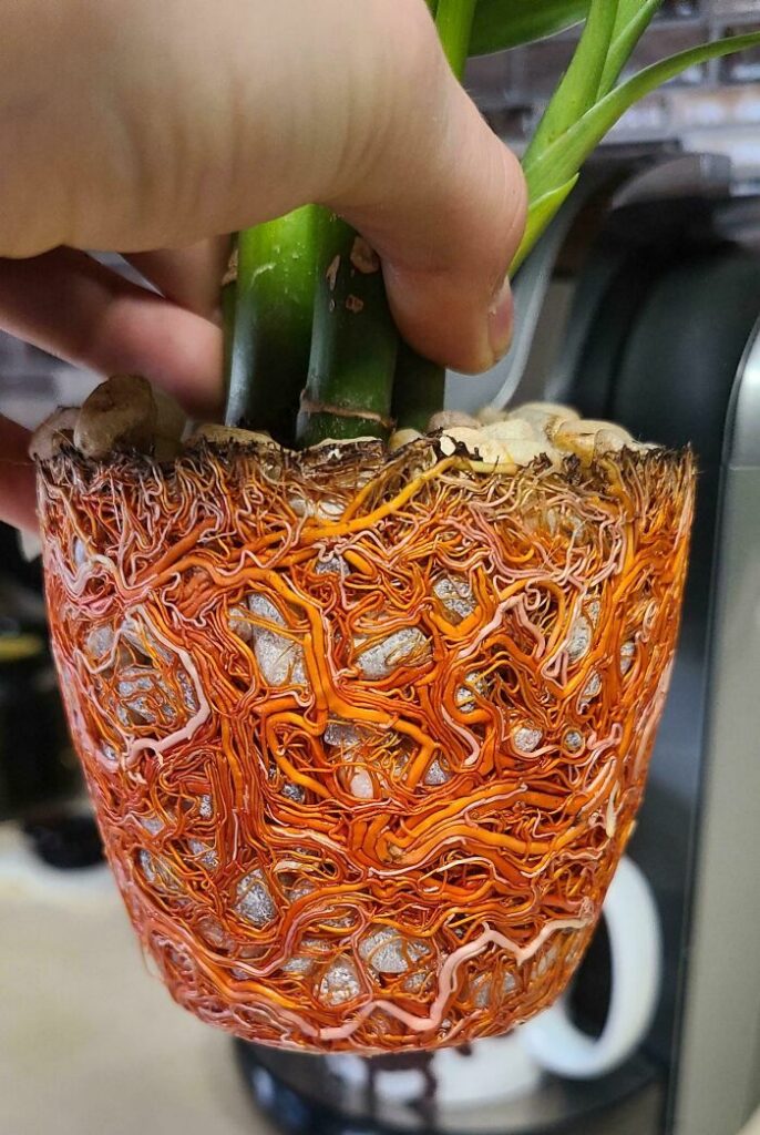 40 Of The Most Unique Visually Pleasing Plants That Exist Around Us ...