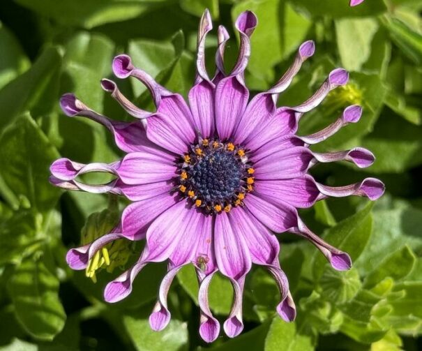 40 Of The Most Unique Visually Pleasing Plants That Exist Around Us ...