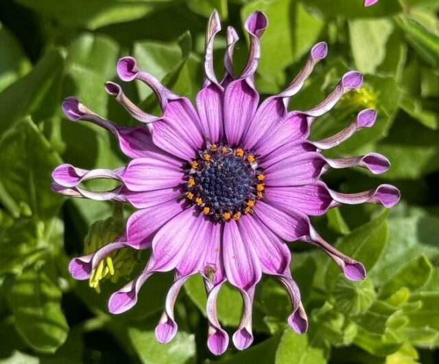 40 Of The Most Unique Visually Pleasing Plants That Exist Around Us ...
