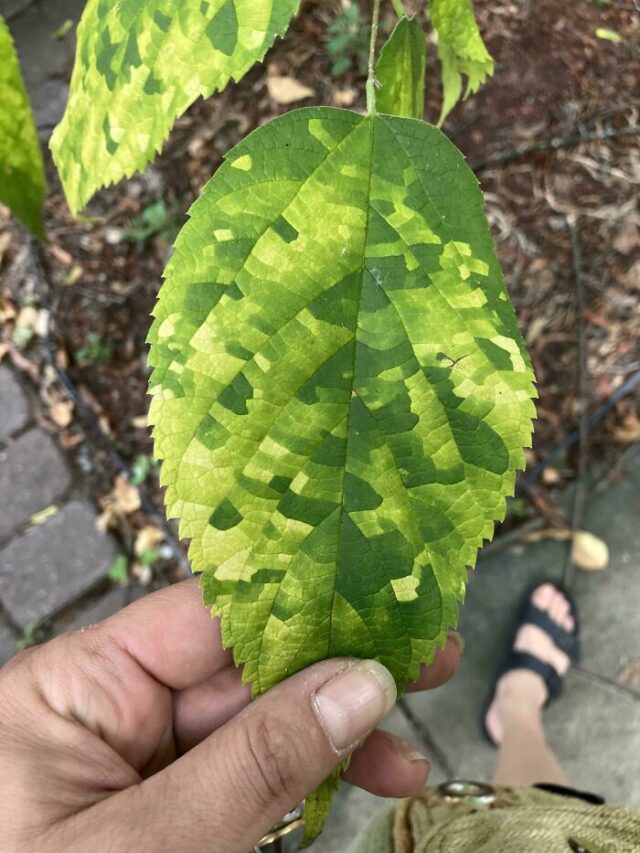 40 Of The Most Unique Visually Pleasing Plants That Exist Around Us ...