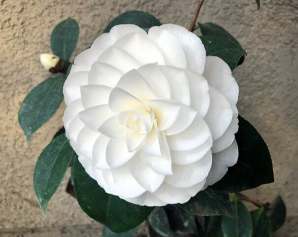 40 Of The Most Unique Visually Pleasing Plants That Exist Around Us ...