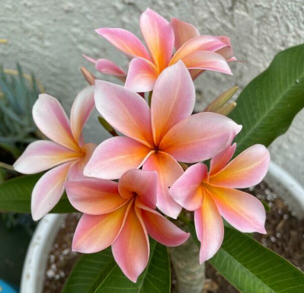 40 Of The Most Unique Visually Pleasing Plants That Exist Around Us ...