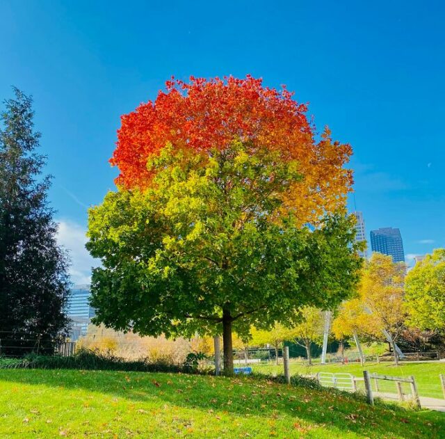 40 Of The Most Unique Visually Pleasing Plants That Exist Around Us ...