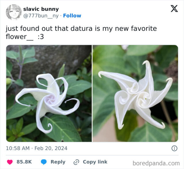 40 Of The Most Unique Visually Pleasing Plants That Exist Around Us ...