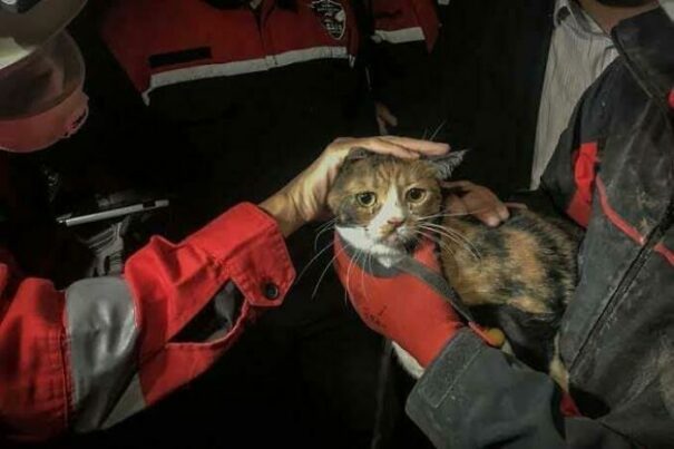 40 Hardworking Cats That May Deserve A Promotion | DeMilked