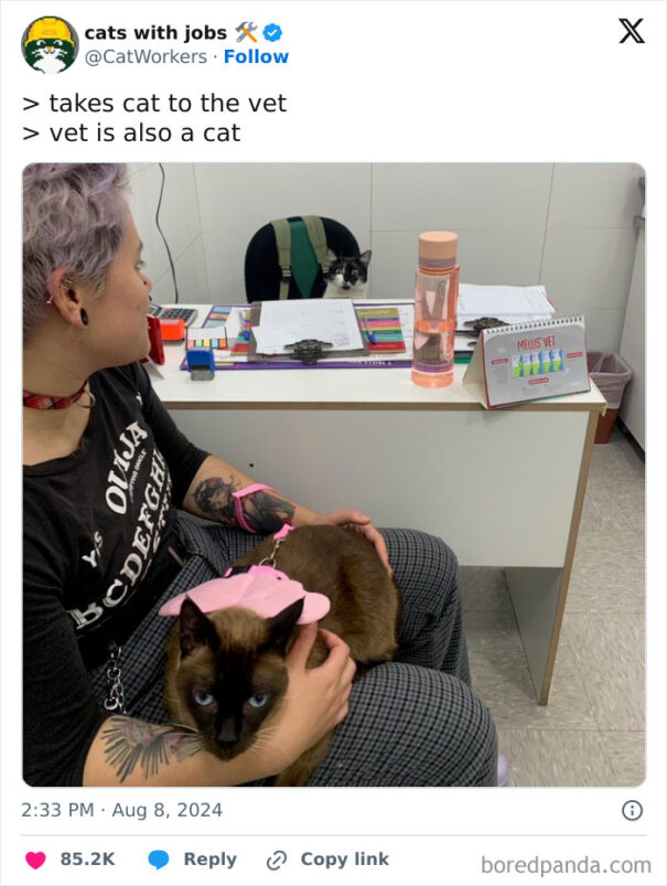 40 Hardworking Cats That May Deserve A Promotion | DeMilked