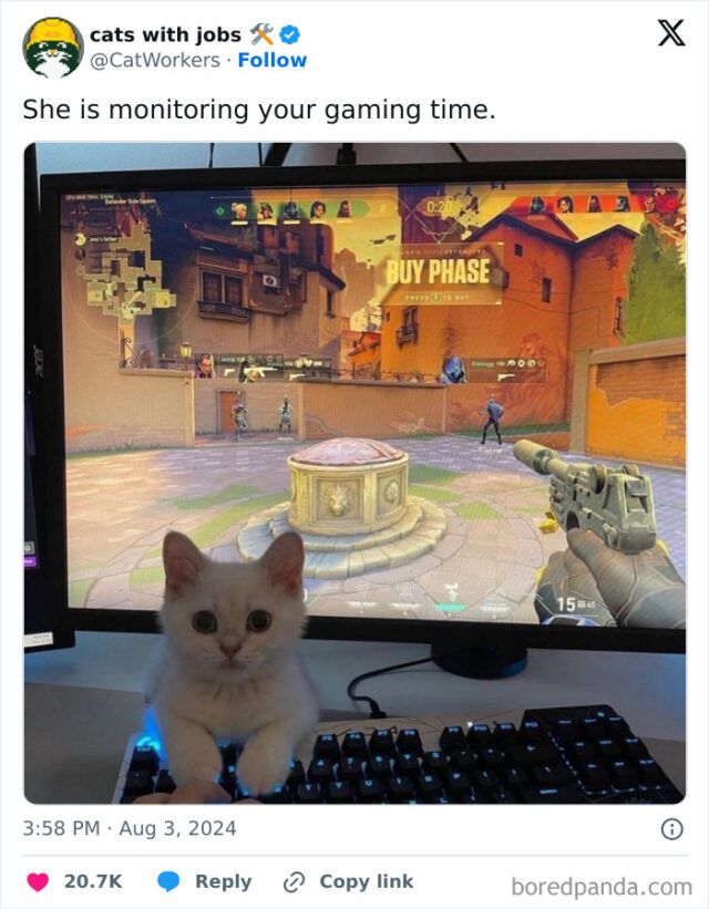 40 Hardworking Cats That May Deserve A Promotion | DeMilked