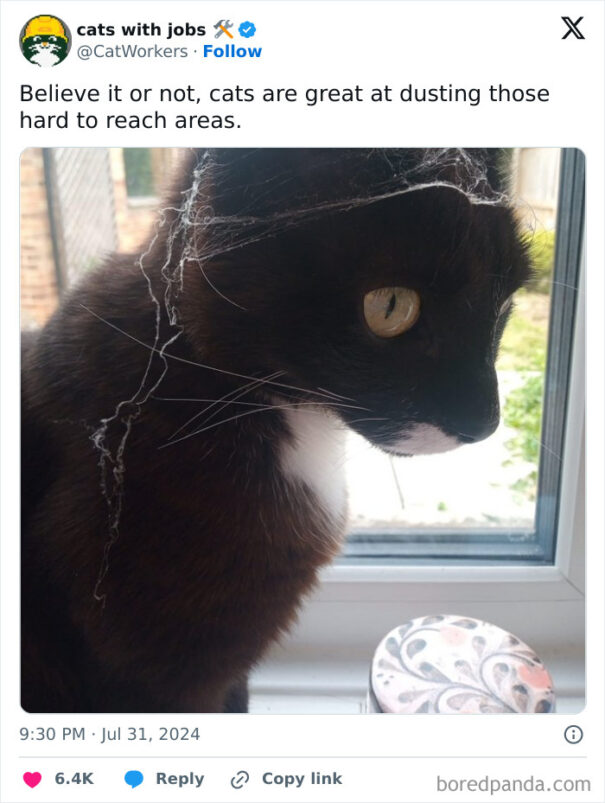 40 Hardworking Cats That May Deserve A Promotion | DeMilked