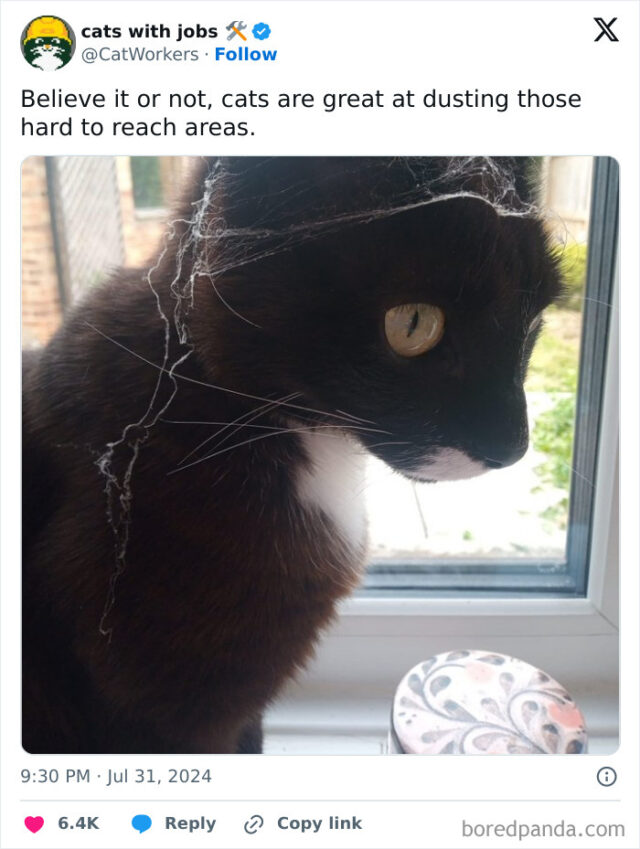 40 Hardworking Cats That May Deserve A Promotion | DeMilked