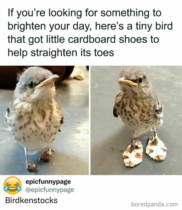 40 Of The Funniest Posts And Memes Shared On The “Epicfunnypage” IG ...