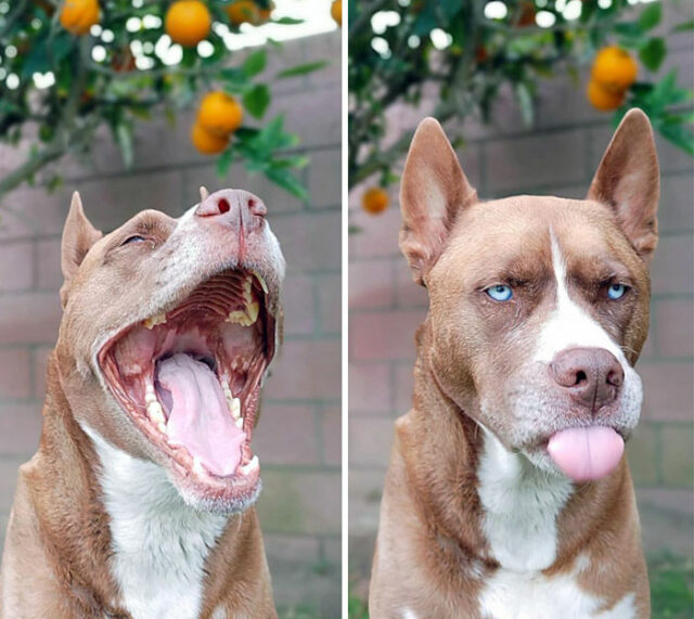 "Seriously, Human?”: 40 Candid Photos Of Animal Facial Expressions ...