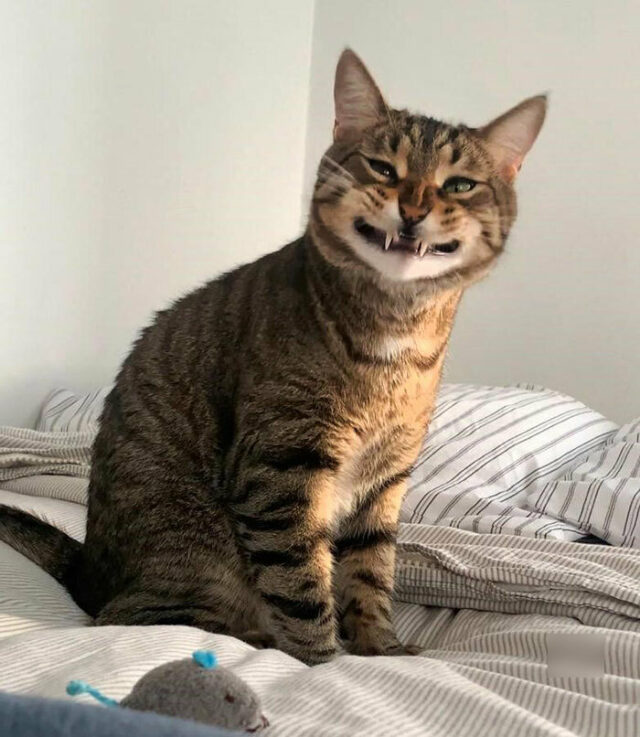 "Seriously, Human?”: 40 Candid Photos Of Animal Facial Expressions ...