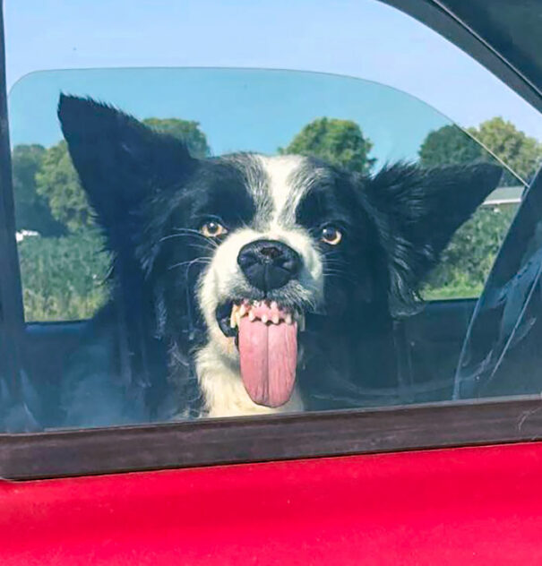 "Seriously, Human?”: 40 Candid Photos Of Animal Facial Expressions ...