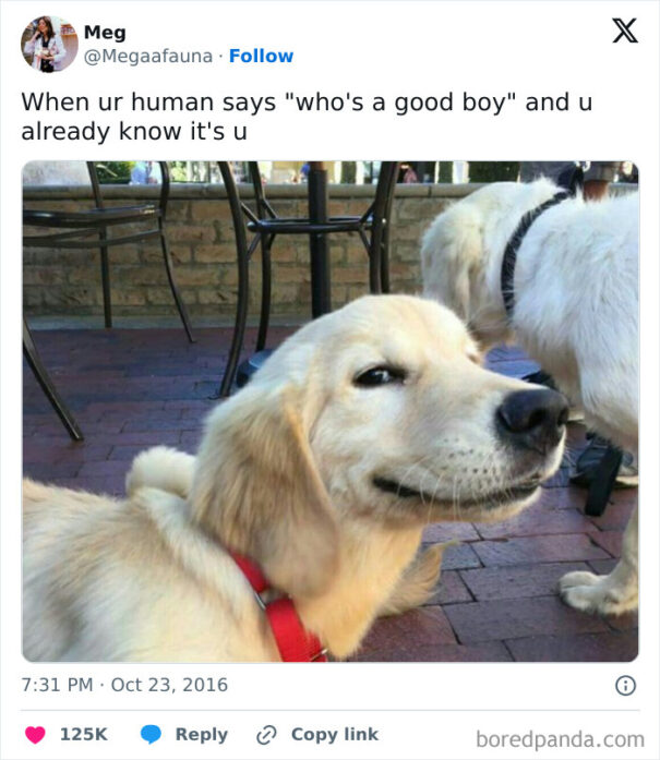 35 Adorable Dog Posts That Will Make You Love Pups Even More | DeMilked
