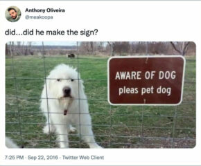 35 Adorable Dog Posts That Will Make You Love Pups Even More | DeMilked