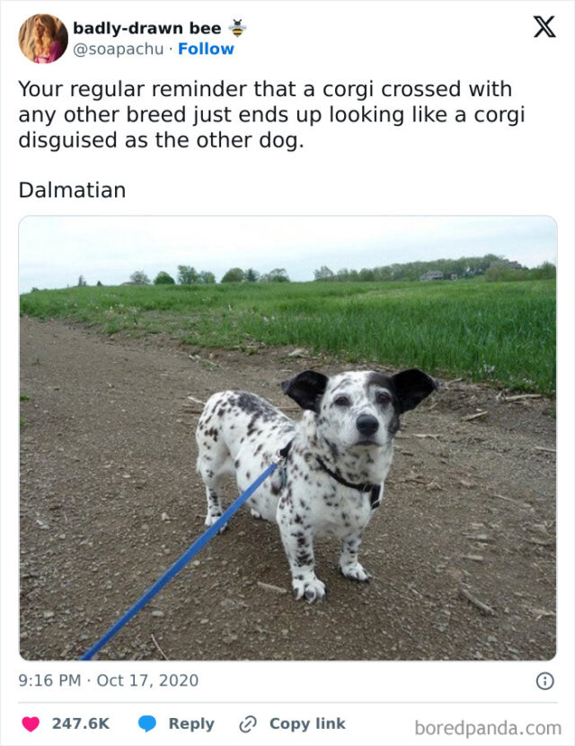 35 Adorable Dog Posts That Will Make You Love Pups Even More | DeMilked