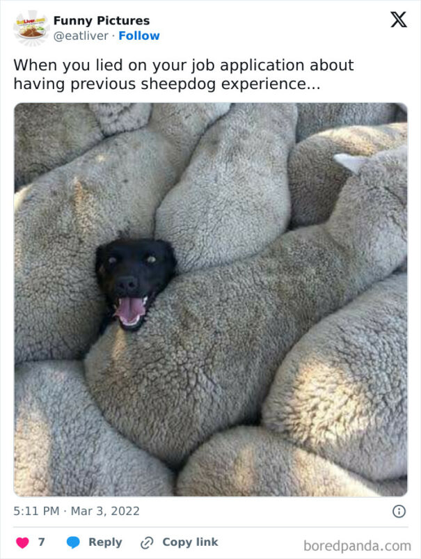 35 Adorable Dog Posts That Will Make You Love Pups Even More | DeMilked