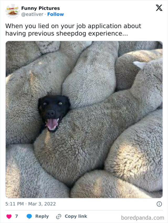 35 Adorable Dog Posts That Will Make You Love Pups Even More | DeMilked