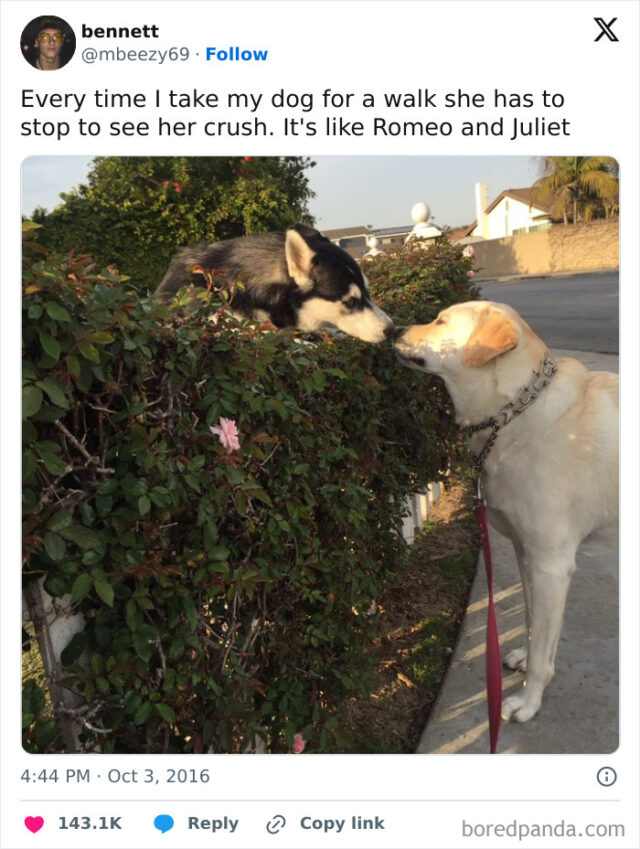 35 Adorable Dog Posts That Will Make You Love Pups Even More | DeMilked