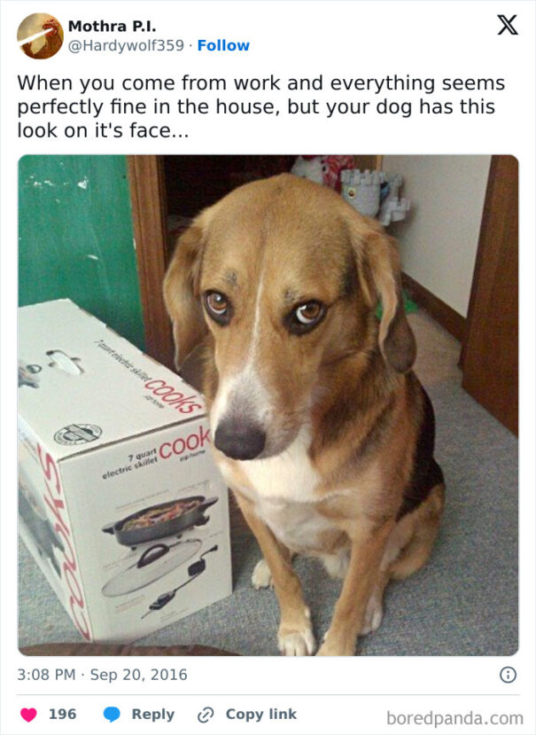 35 Adorable Dog Posts That Will Make You Love Pups Even More | DeMilked