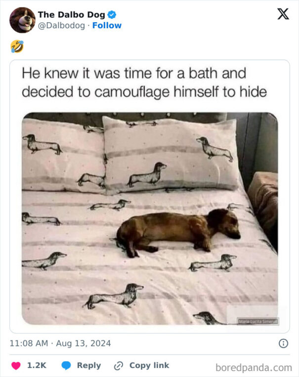 35 Adorable Dog Posts That Will Make You Love Pups Even More | DeMilked