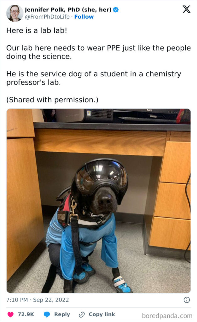 35 Adorable Dog Posts That Will Make You Love Pups Even More | DeMilked