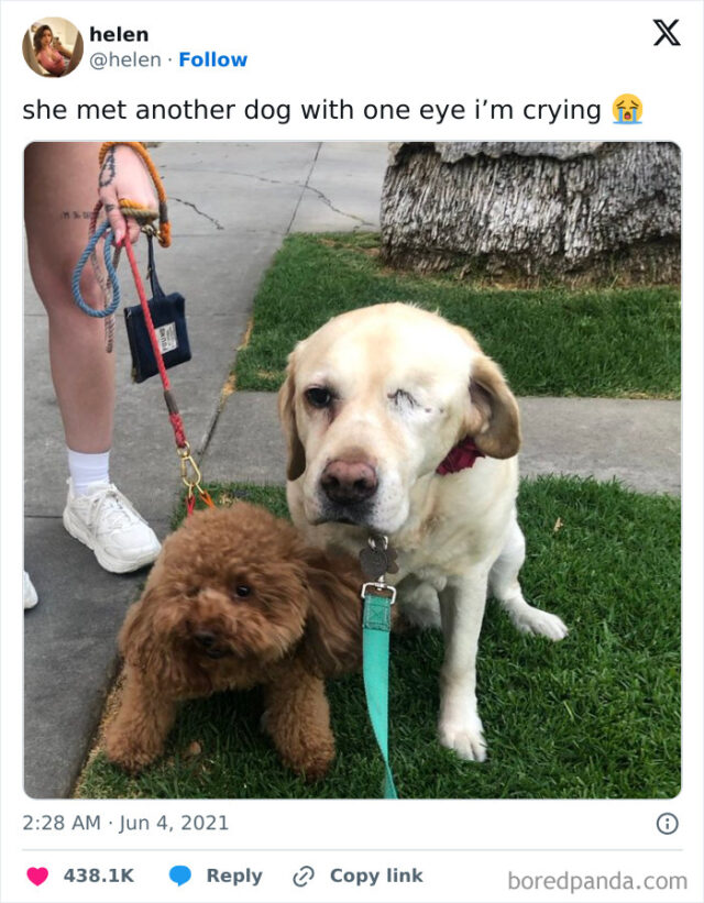 35 Adorable Dog Posts That Will Make You Love Pups Even More | DeMilked