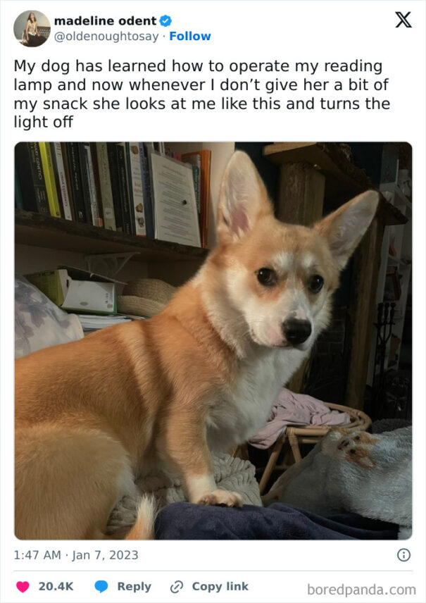 35 Adorable Dog Posts That Will Make You Love Pups Even More | DeMilked