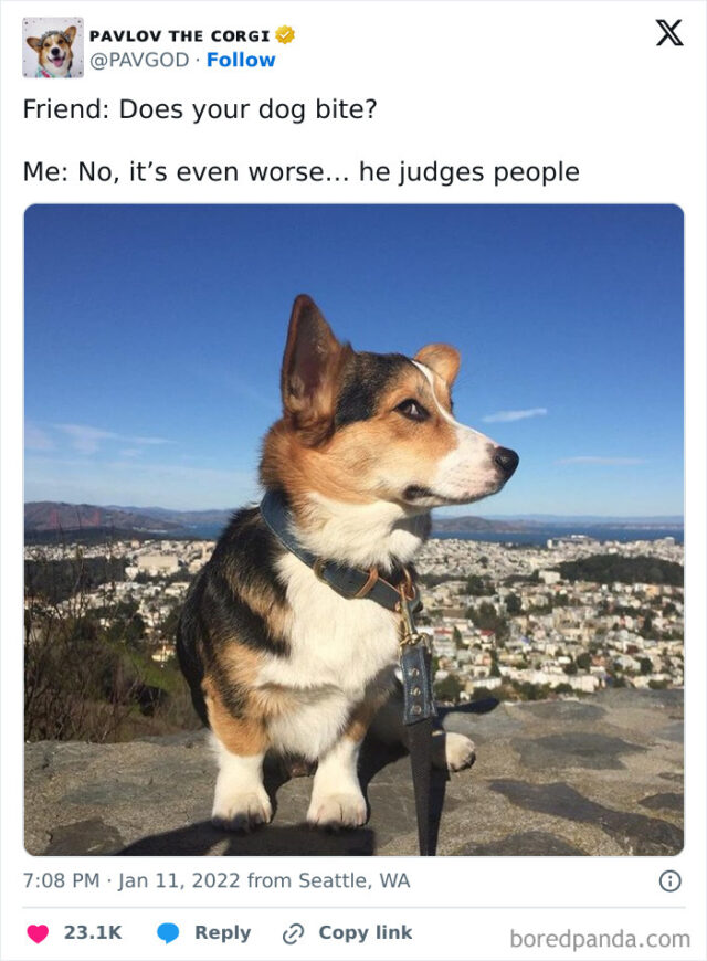 35 Adorable Dog Posts That Will Make You Love Pups Even More | DeMilked