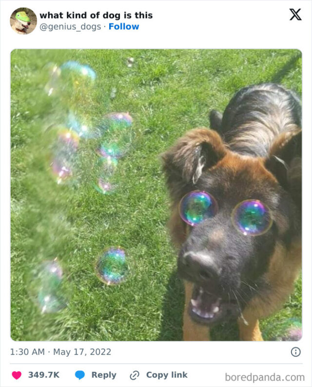 35 Adorable Dog Posts That Will Make You Love Pups Even More | DeMilked